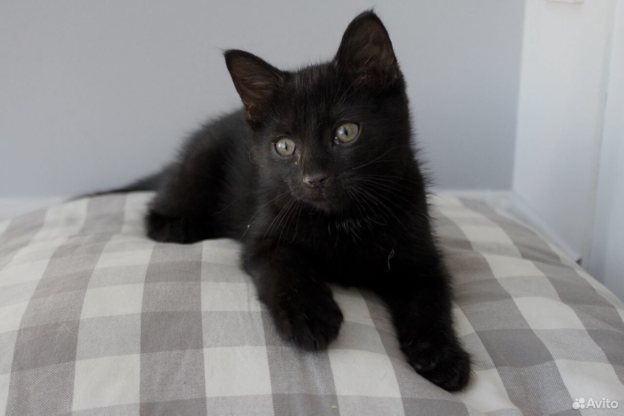 Ласковый Чуконя ищет маму