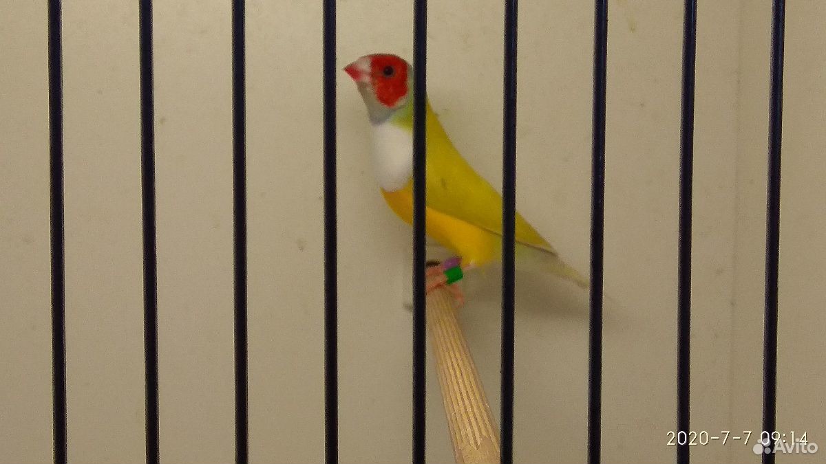 Жёлтый самец Амадина Гульда