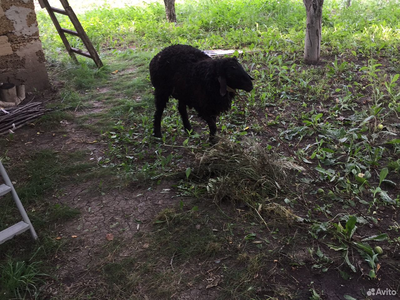 Баран курдючный