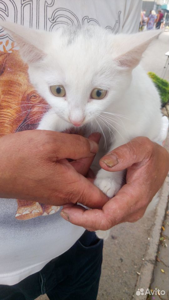 Отдам котенка в добрые руки