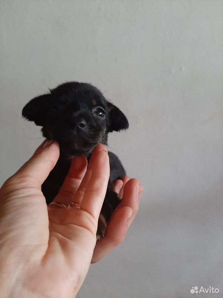 Милые крохи ищут добрые руки