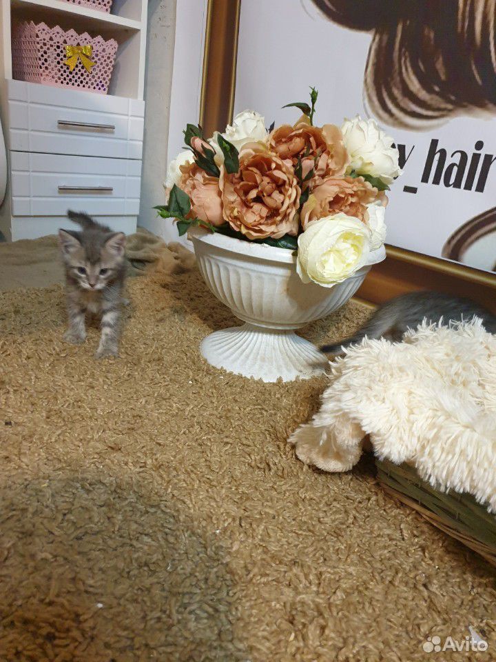 Отдаю метисов