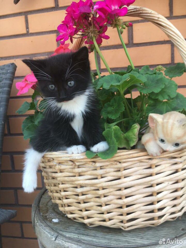 Котенок Миша в добрый руки