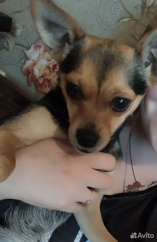 Собака