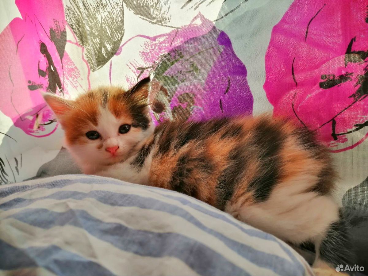 Котята за шоколадку