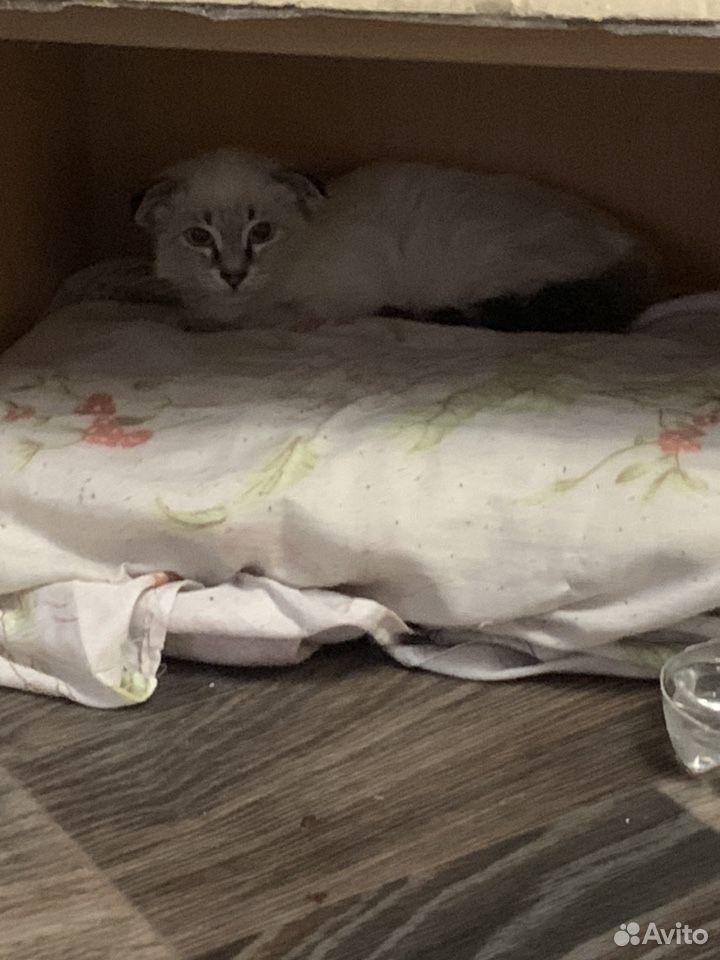 Котёнок скотиш фолд