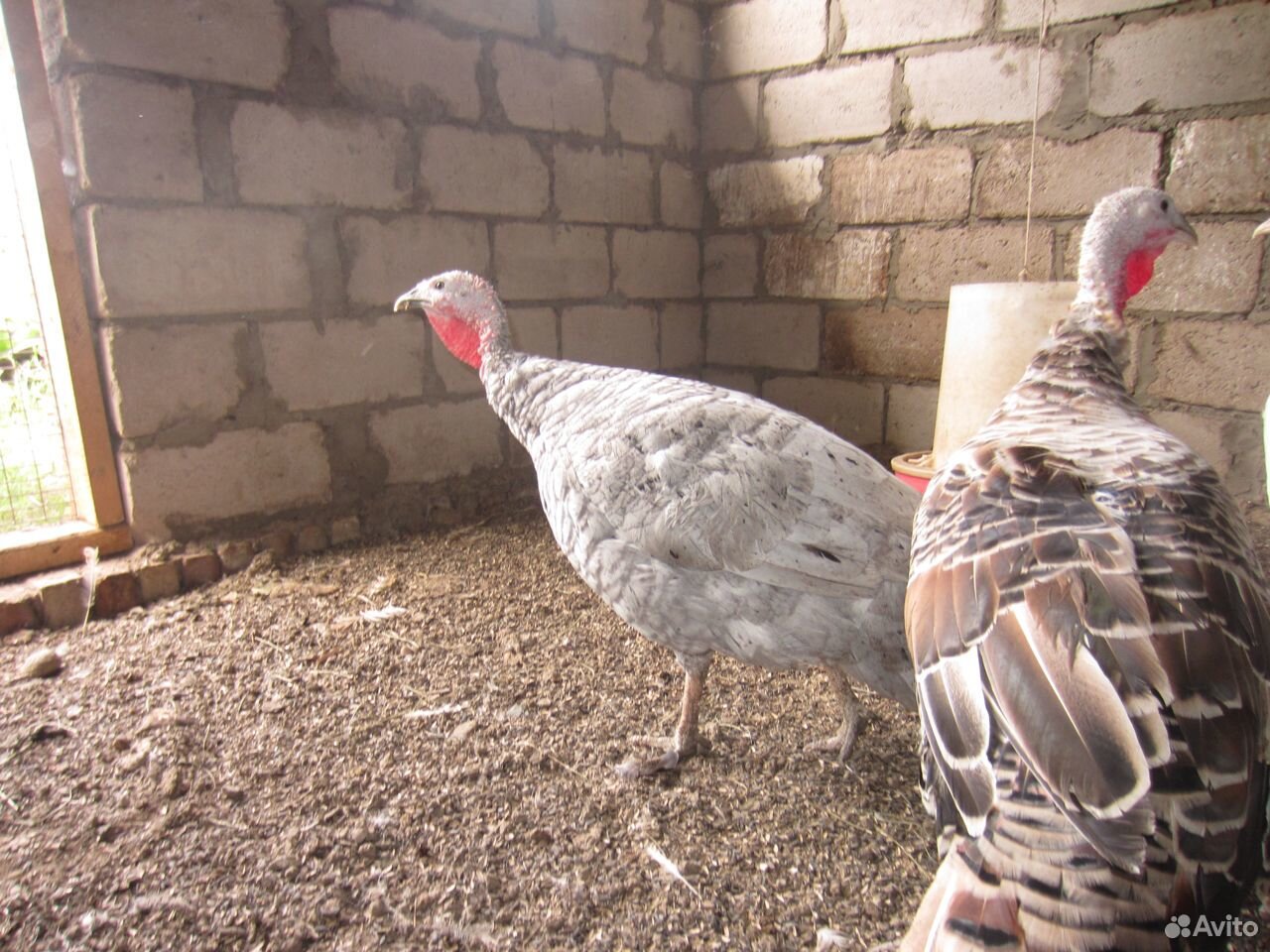 Продаются Взрослые Индейки / Белые и Цветные
