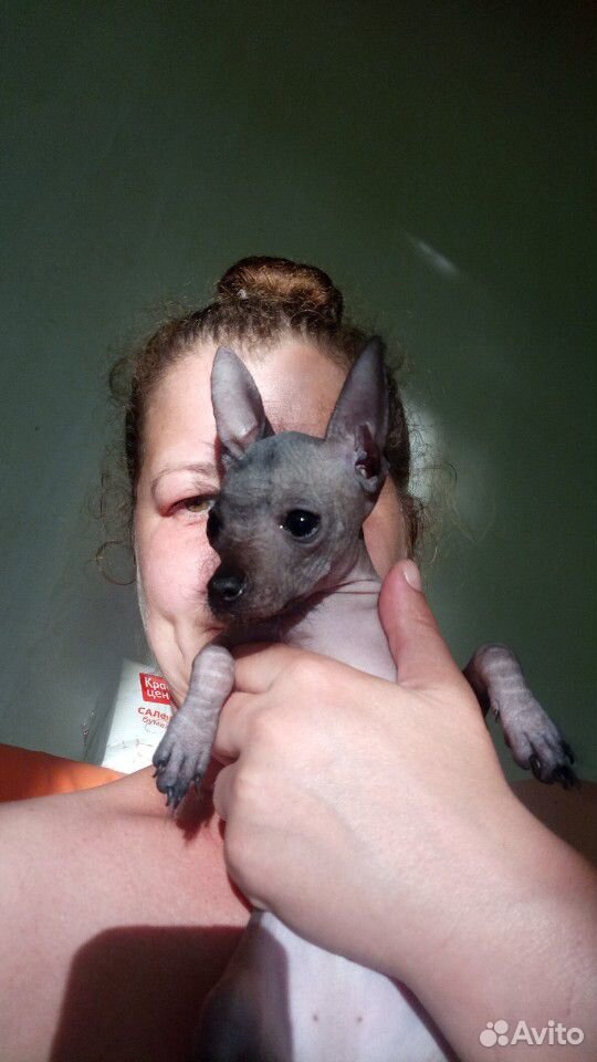 Китайская Хохлатая минюшечка