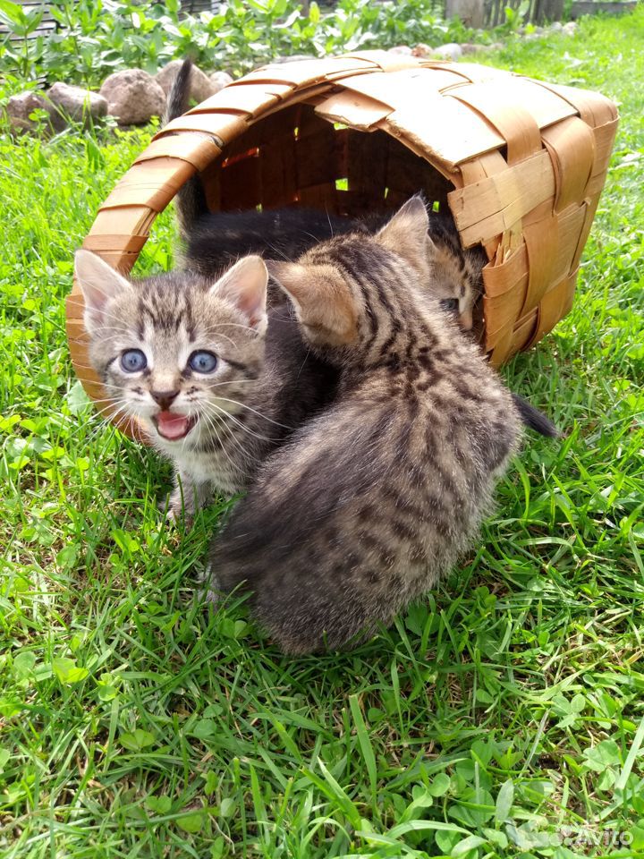 Самые милые котятки