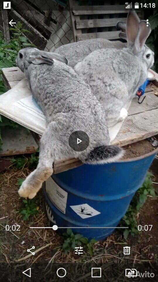 Кролики Шиншилла возрост5 мес