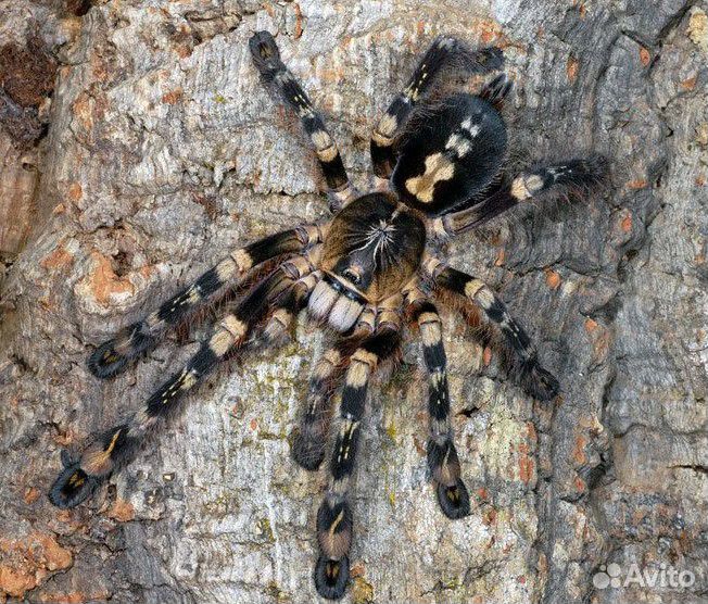 Poecilotheria bara L1 малыши паука-птицееда