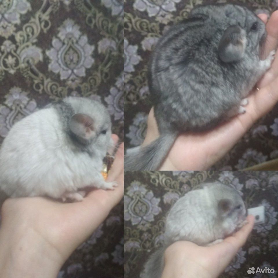 Шиншилла