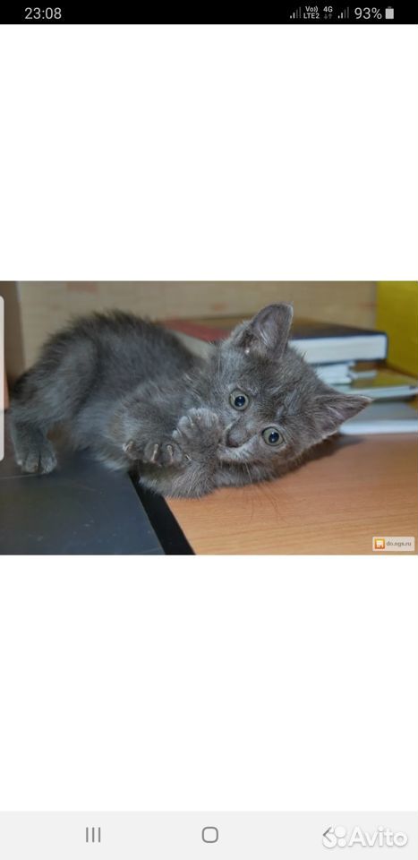 Дымчатый котейка в дар