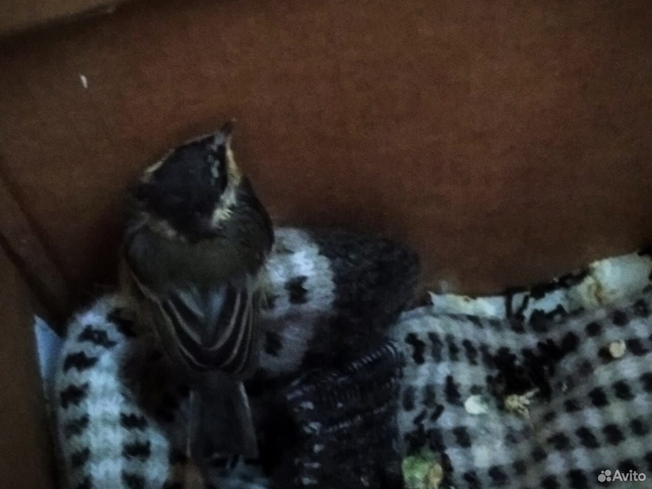 Синица в добрые руки