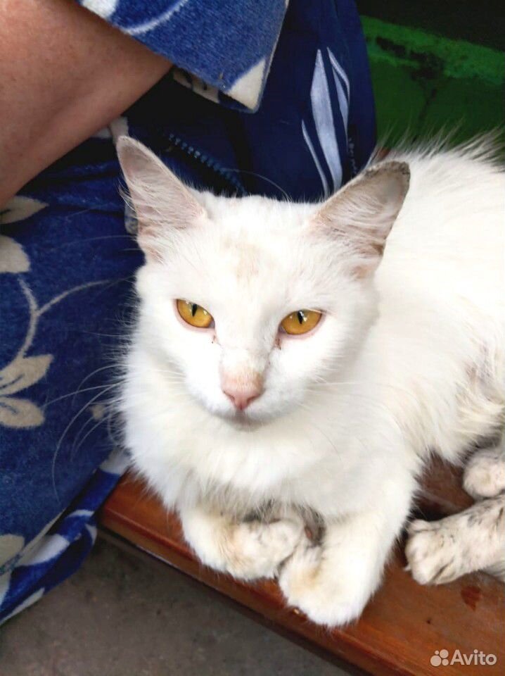 Кошка