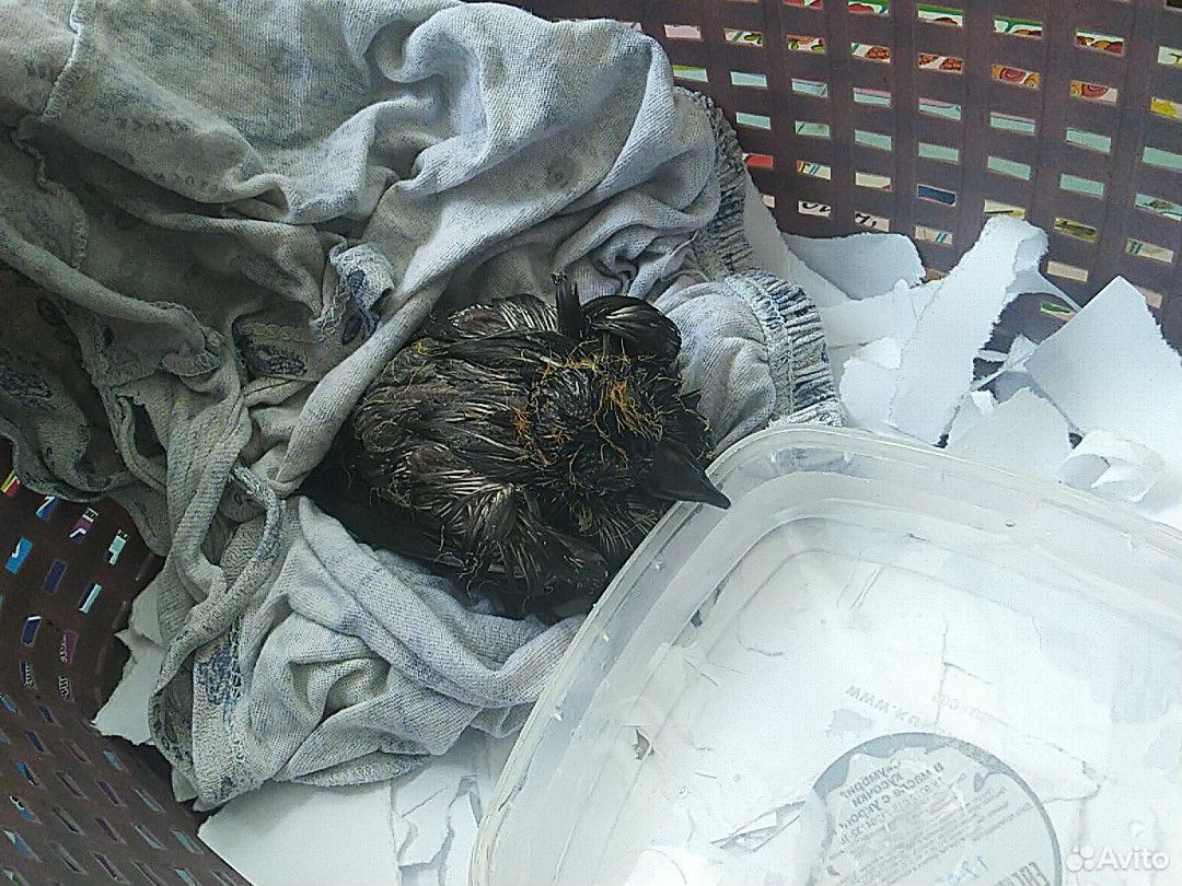 Птенец голубя