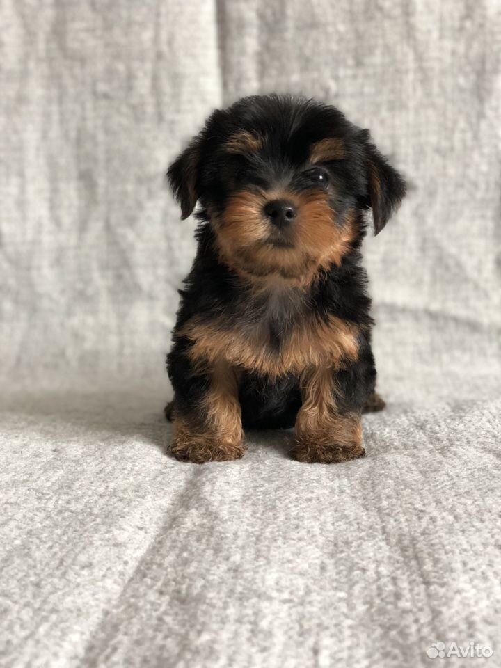 Детки йорка микро,мини и мелкий стандарт