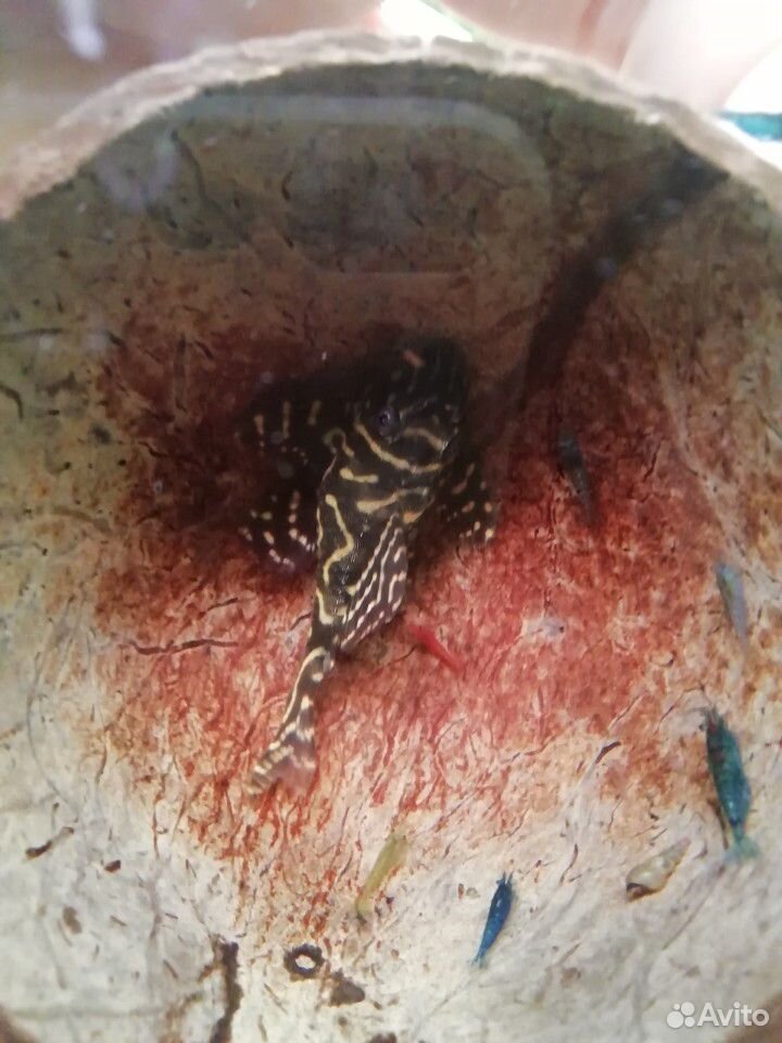 Номерной сом L340