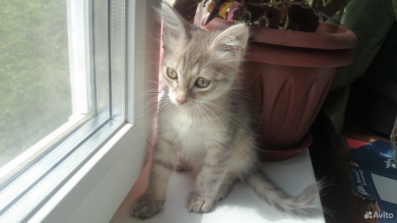Отдам котенка-котика