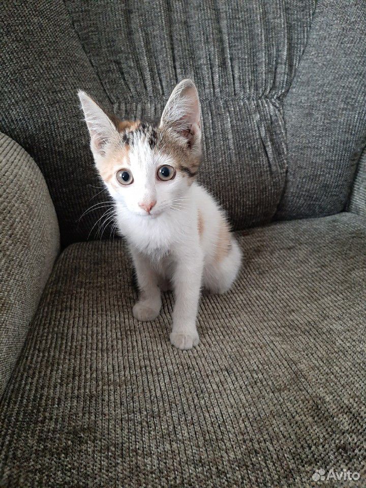 Кошка