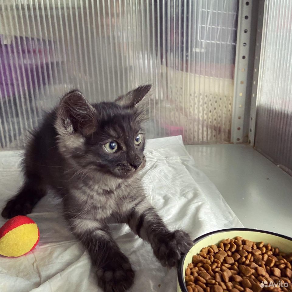 Котёнок Чижик в дар