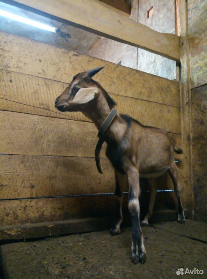 Козёл нубийско-альпийский