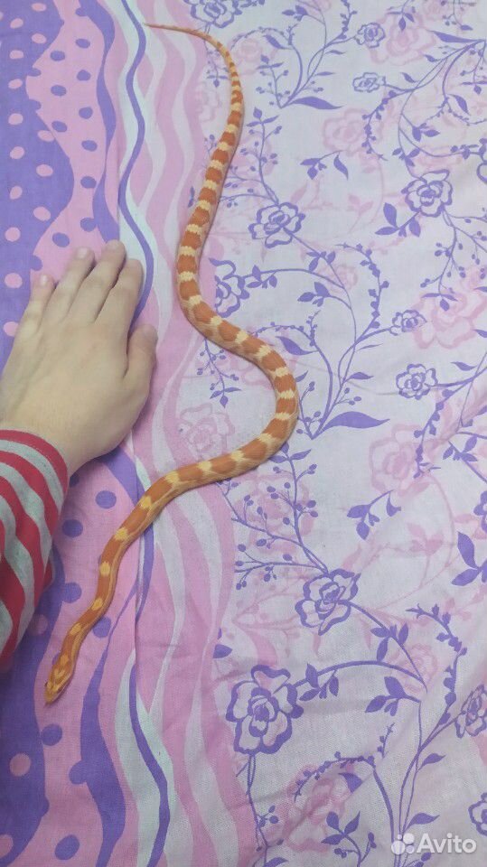 Маисовый полоз. Змея