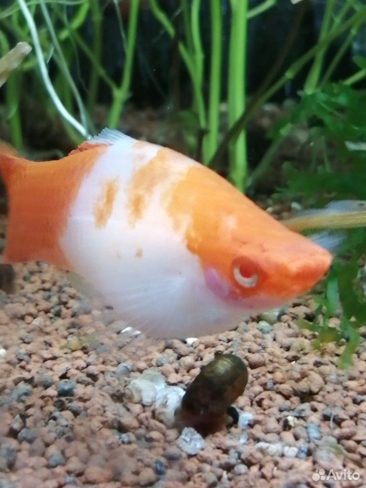 Меченосцы аквариумные рыбки