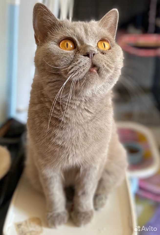 Красавица кошка Лилу 1,5 года