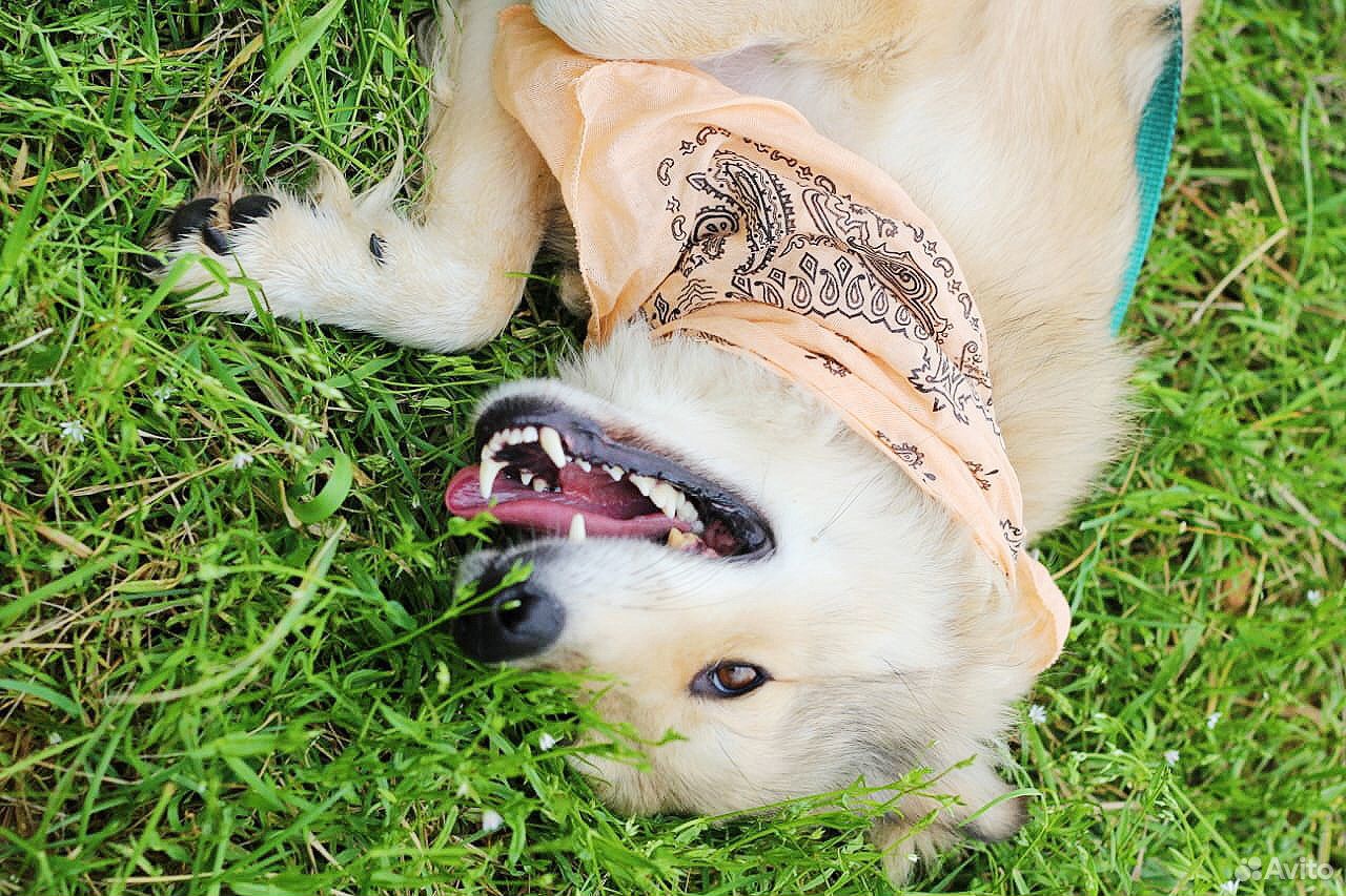 Тони нужен дом