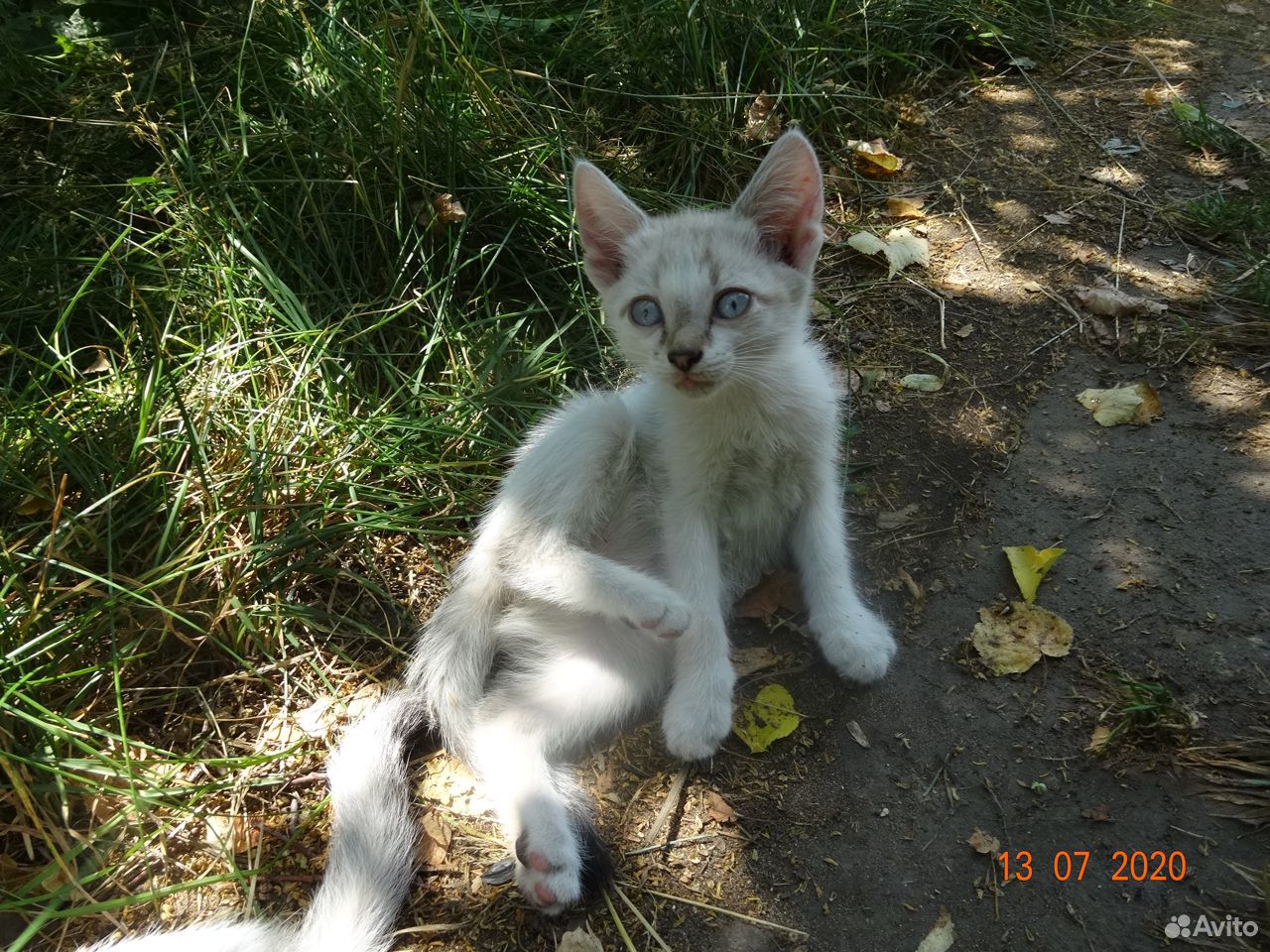 Котята в хорошие руки (мальчики )