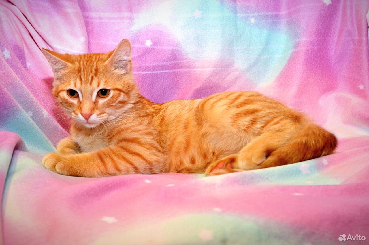 Солнечный Апельсин 4мес в добрые руки