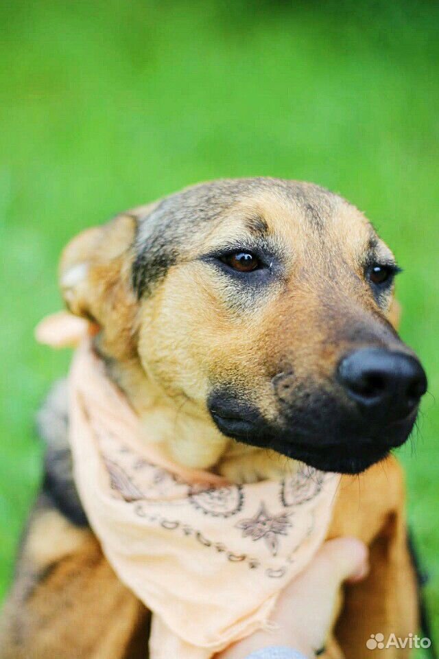 Нежный щенок из приюта