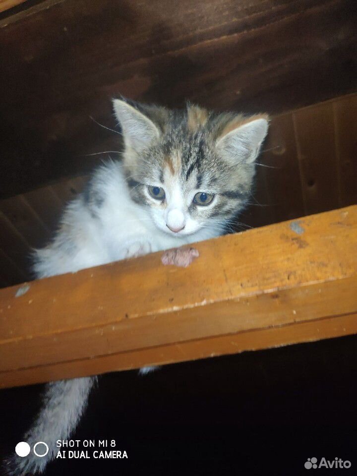 Кошка