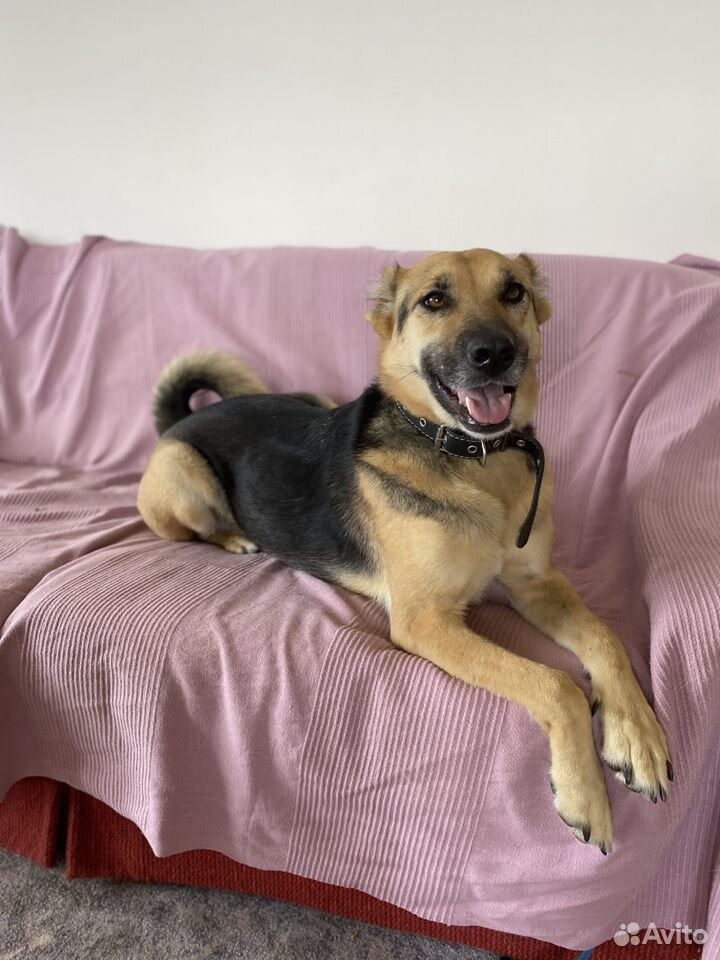 Собачка Сарра