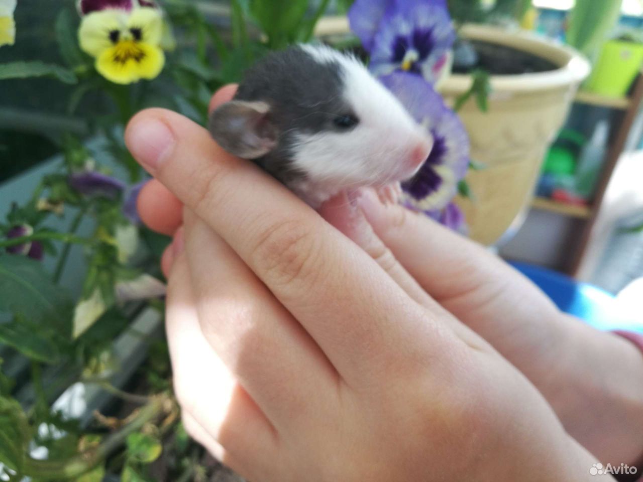 Крысята дамбо мальчики