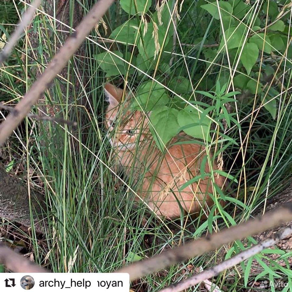 Раненый котёнок