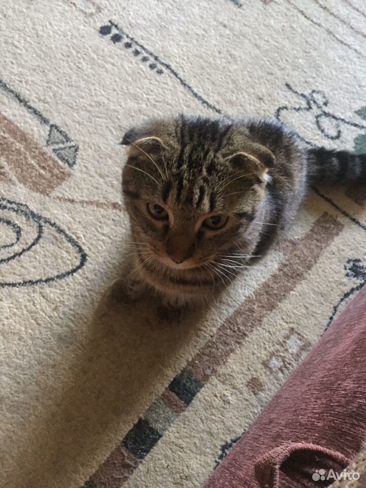 Вислоухий котик