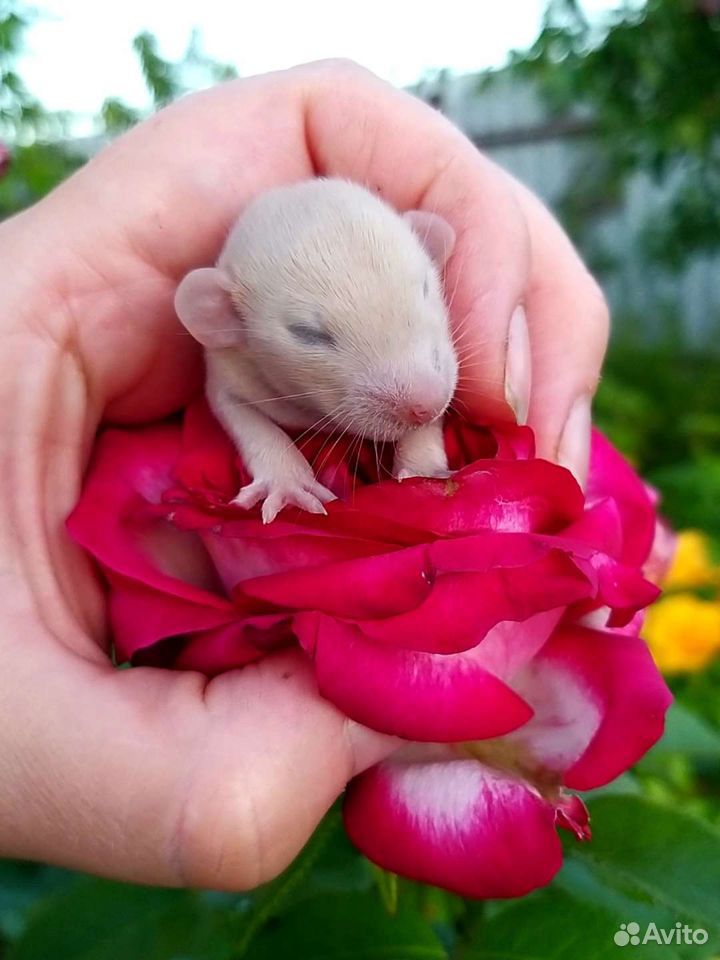 Крысята дамбо рыжики мальчишки