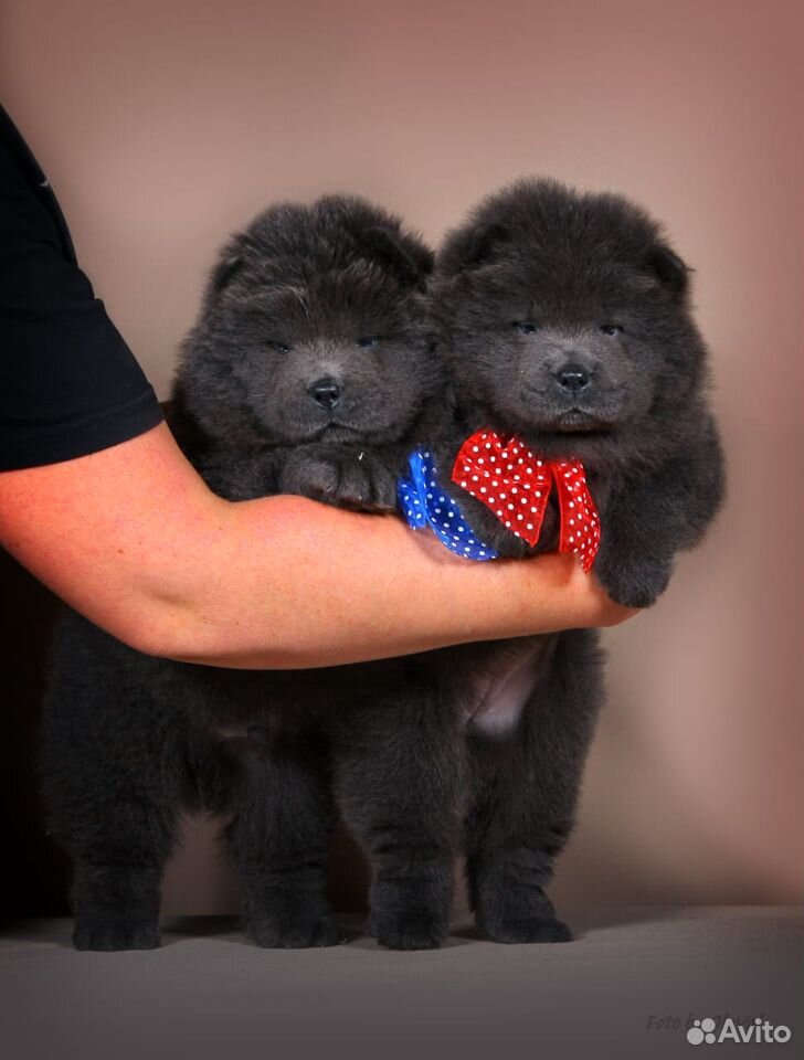 Малыши Чаушата