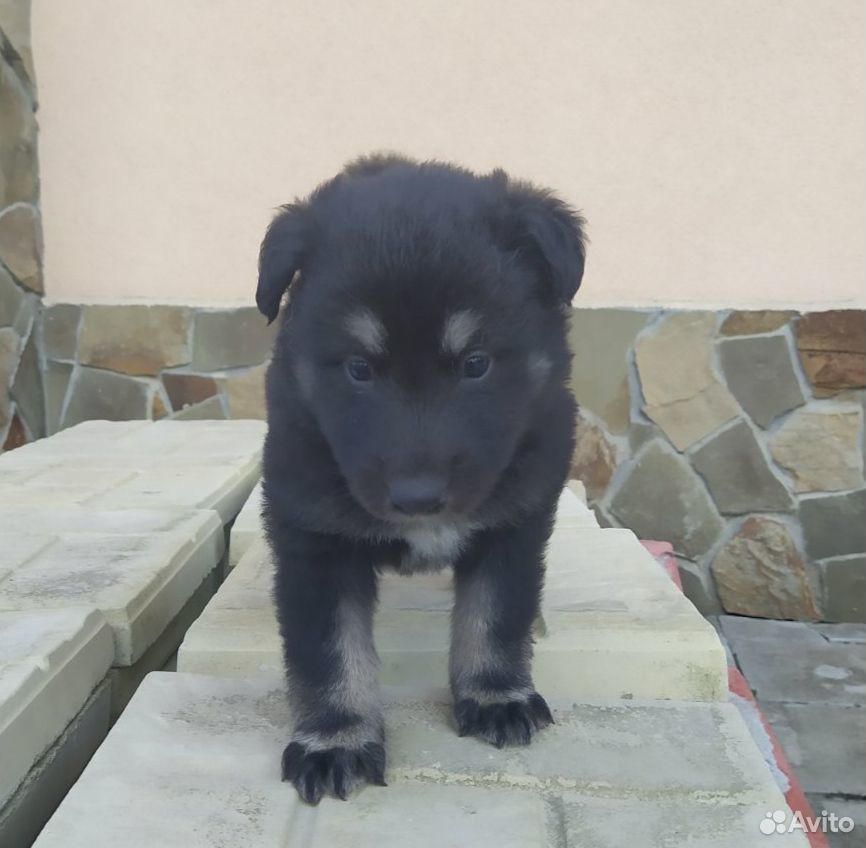 Щенки метис Лайки (мальчики) 1 месяц. Отдам в добр