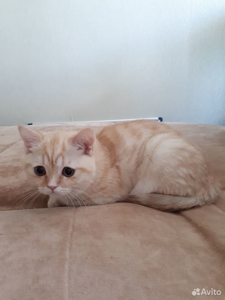 Котенок шотландский (кошечка)