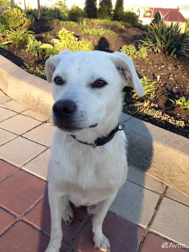 Ищет дом не крупный песик Бельчик