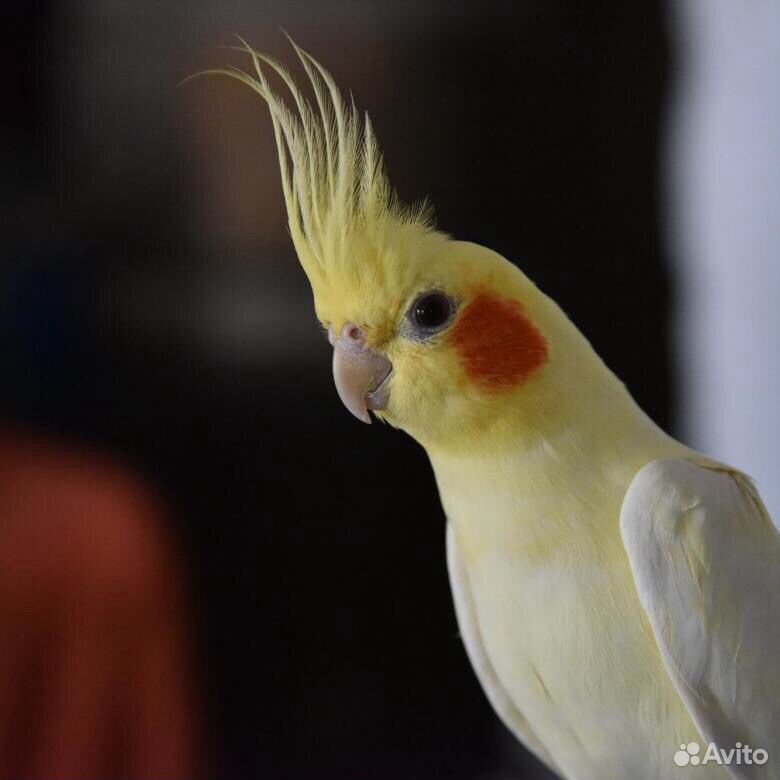 Говорящие попугаи корелла