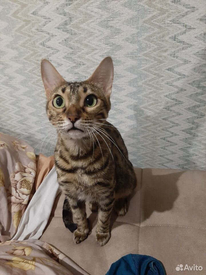 Шикая бенгалка Чили