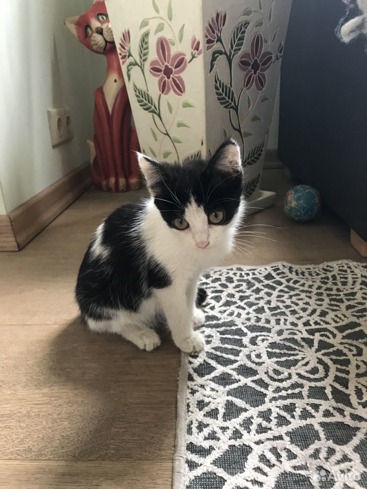 Котёнок в дар