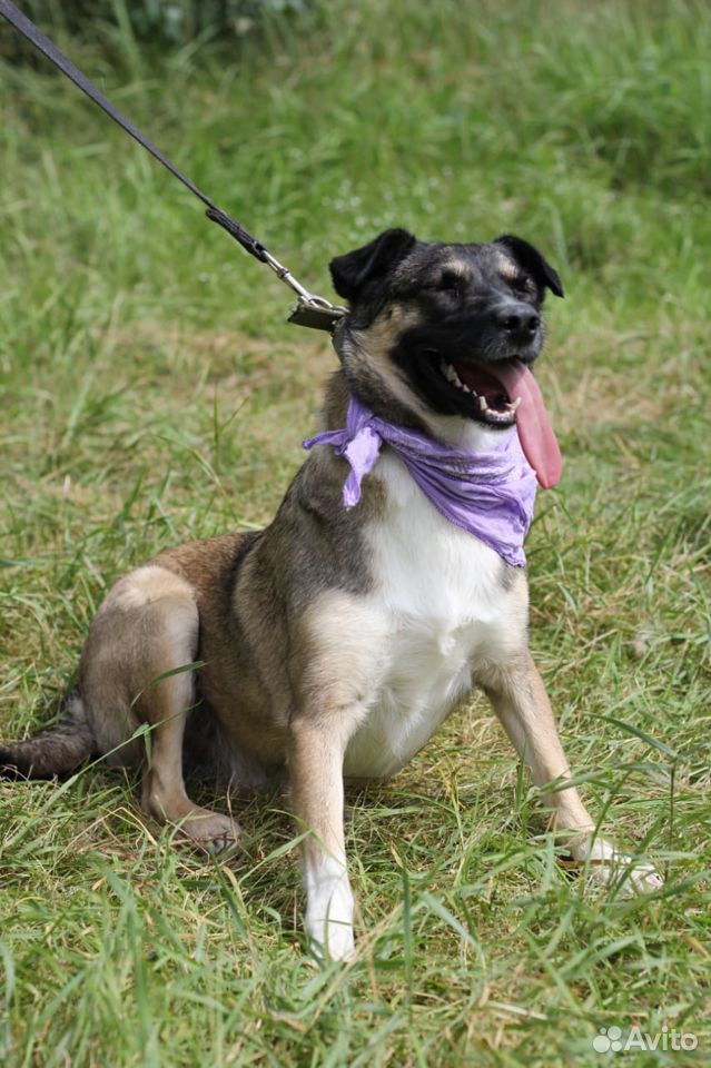 Отдам маленькую собаку