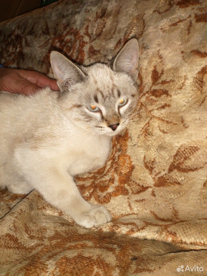 Котенок тайских. кровей в дар