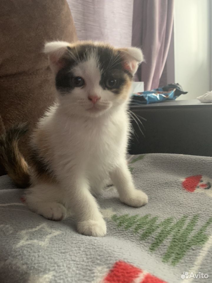 Кошка шотландская вислоухая