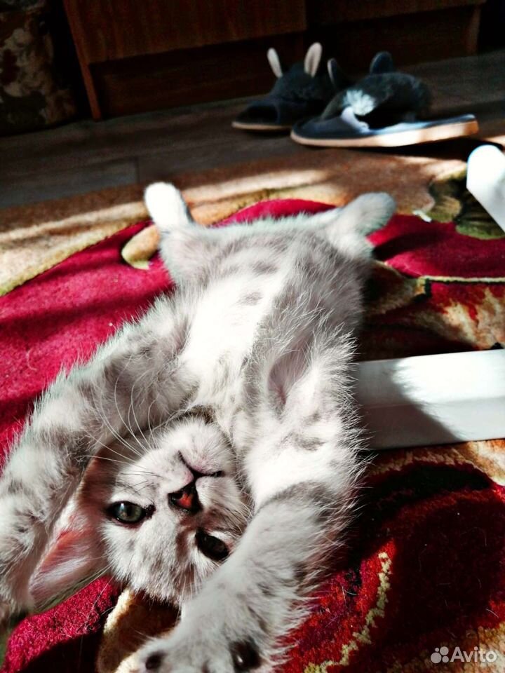 Кошка